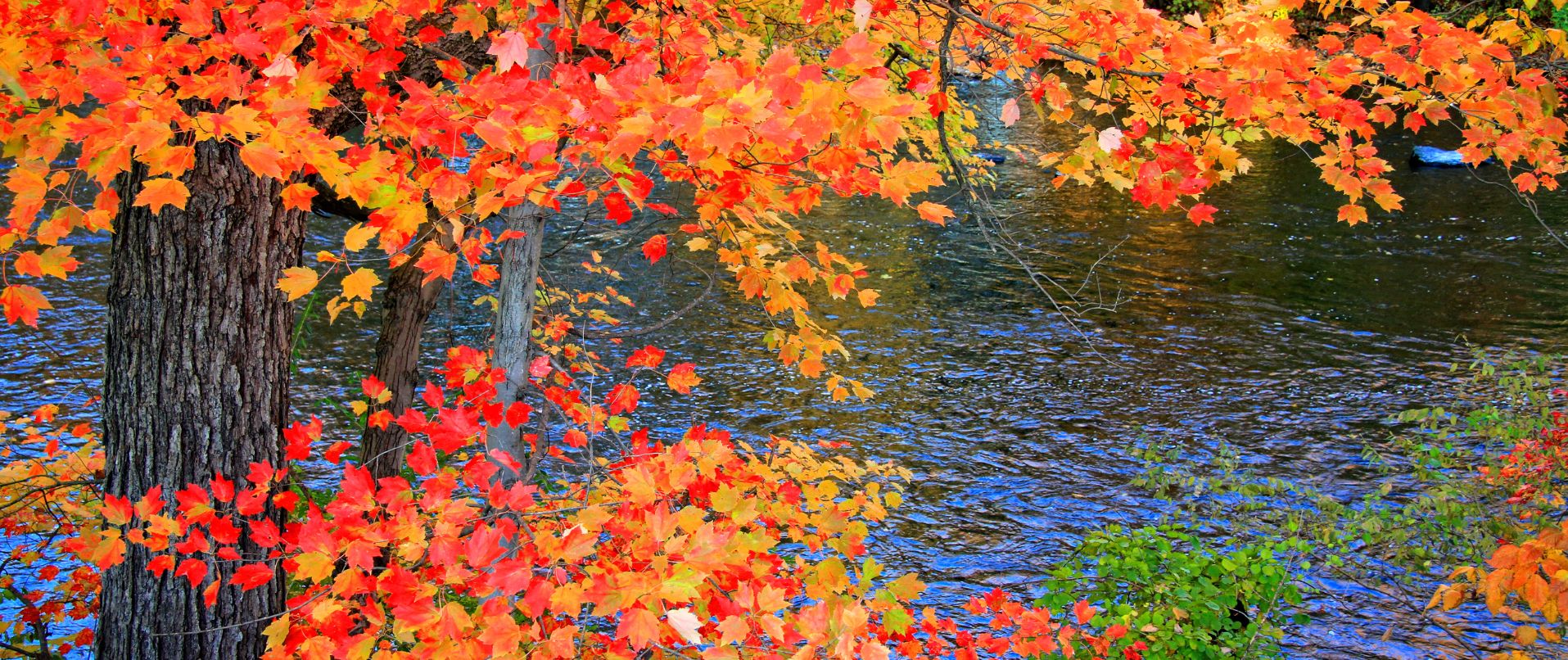 Exploring Fall Colors on the West Coast of Newfoundland: A Corner Brook ...